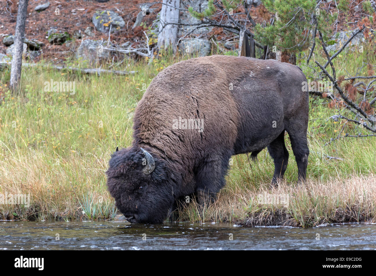 Bison Drinking River High Resolution Stock Photography and Images - Alamy