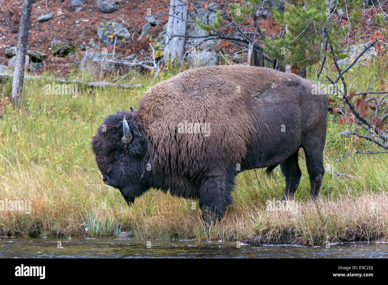 American Bison bull Stock Photo - Alamy