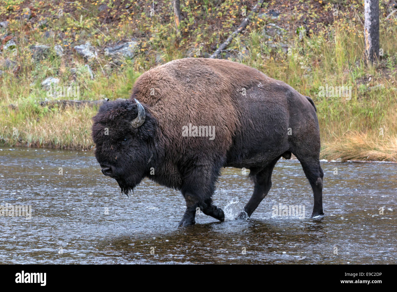 American Bison bull crossing river Stock Photo - Alamy