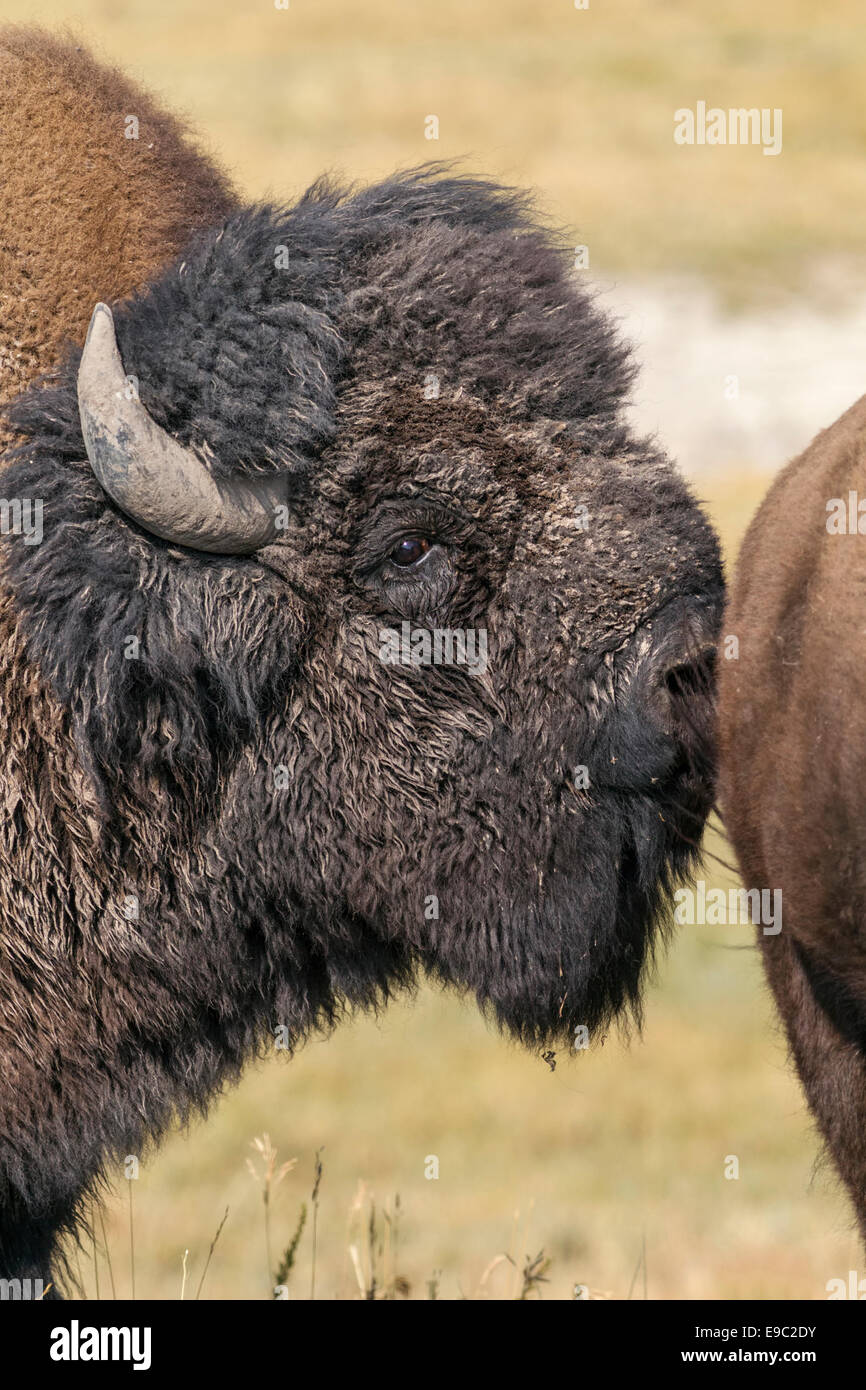 Male and female buffalo hi-res stock photography and images - Alamy