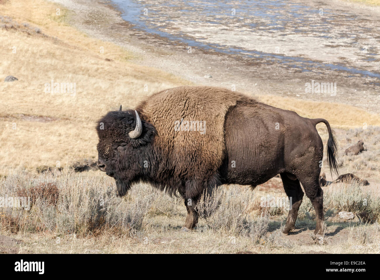 Male and female bison hi-res stock photography and images - Alamy