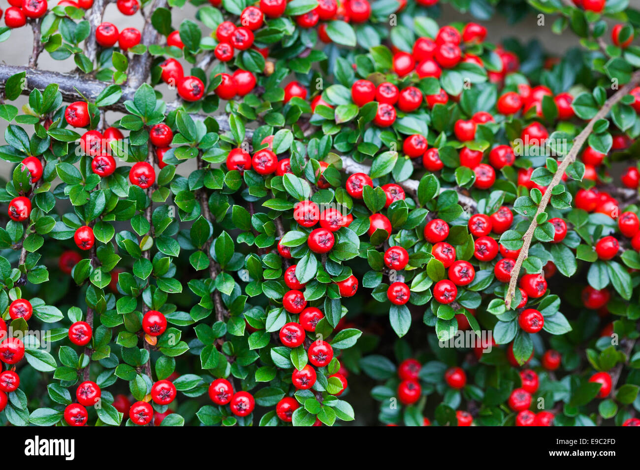cotoneaster climbing shrub Stock Photo - Alamy