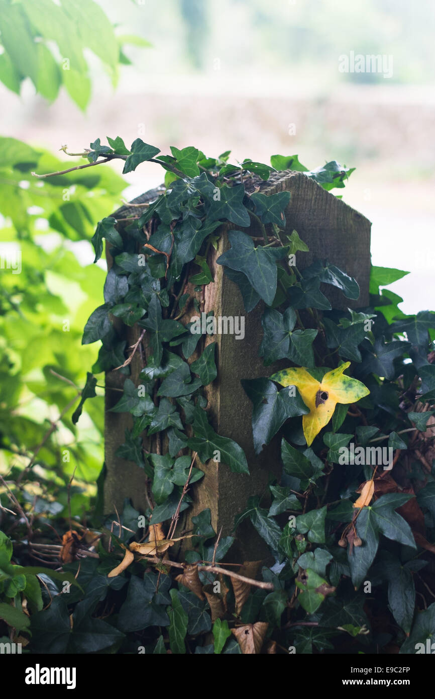 Post Covered In Ivy High Resolution Stock Photography and Images - Alamy