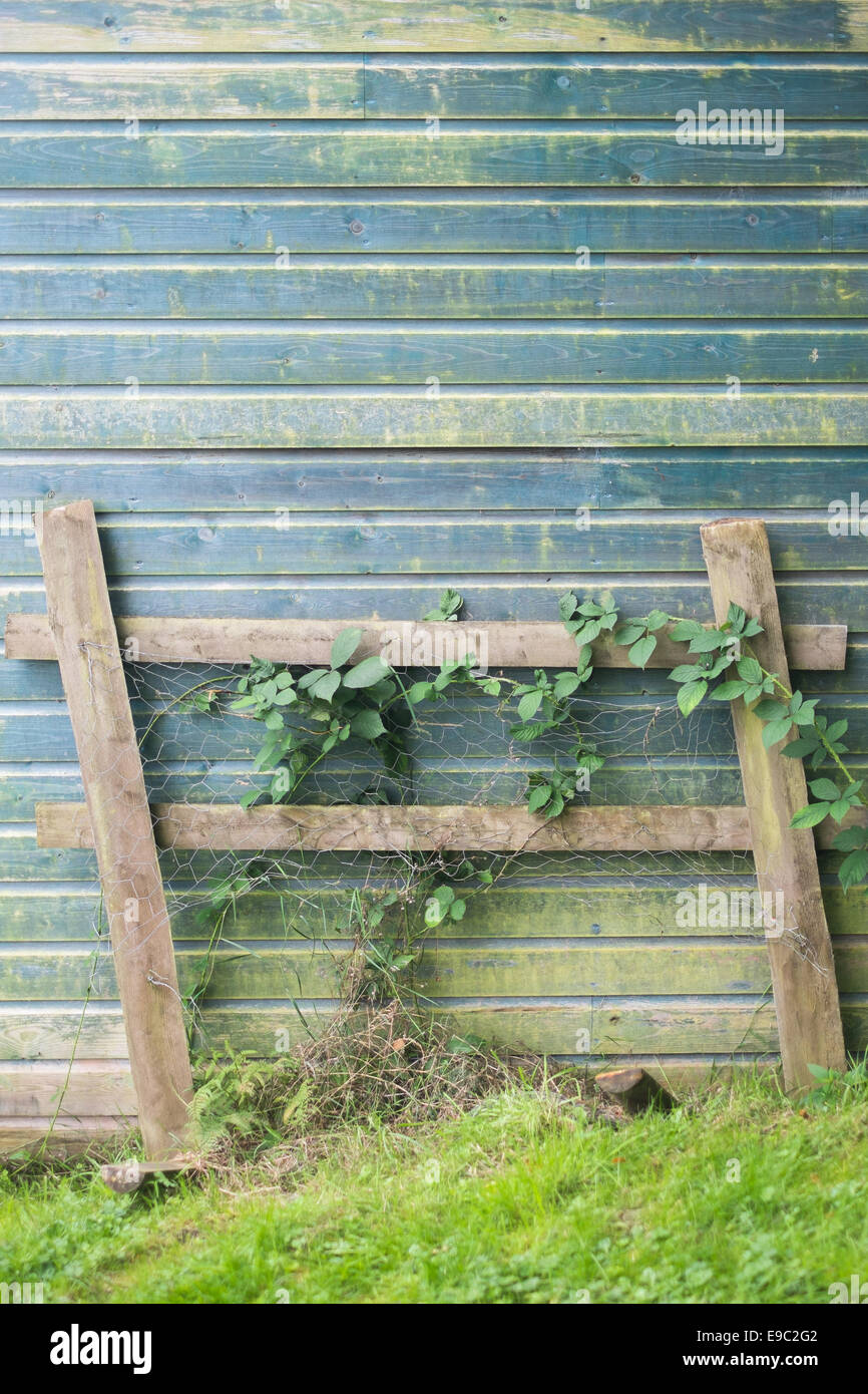 Textured blue, green, weathered wooden slatted shed, England Stock ...