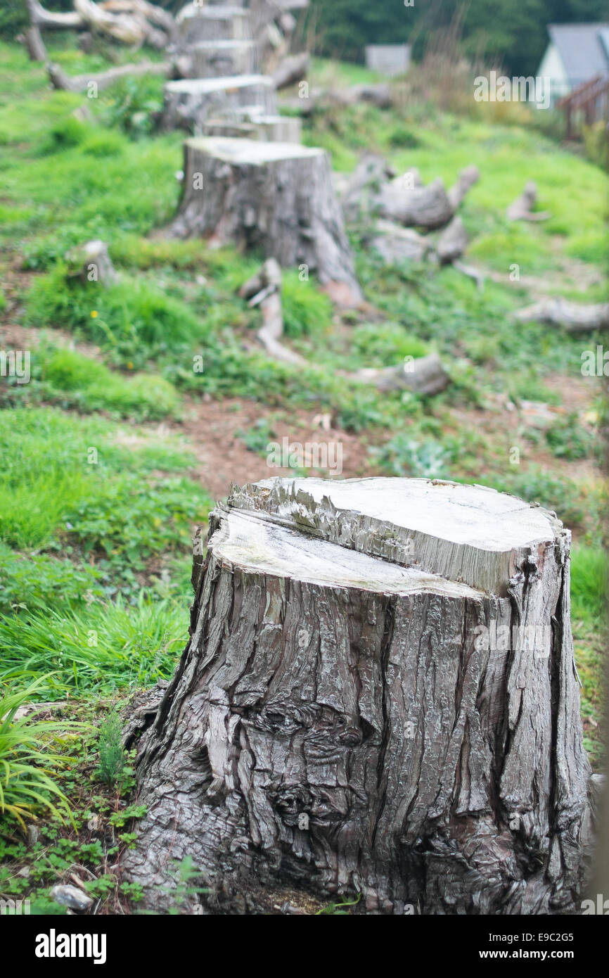 Tree stumps hi-res stock photography and images - Alamy