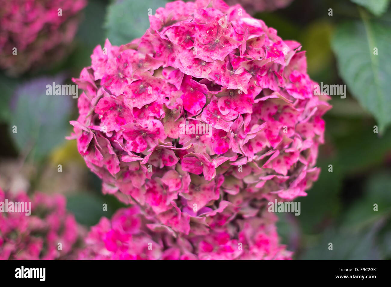 Hydrangea turn pink hi-res stock photography and images - Alamy