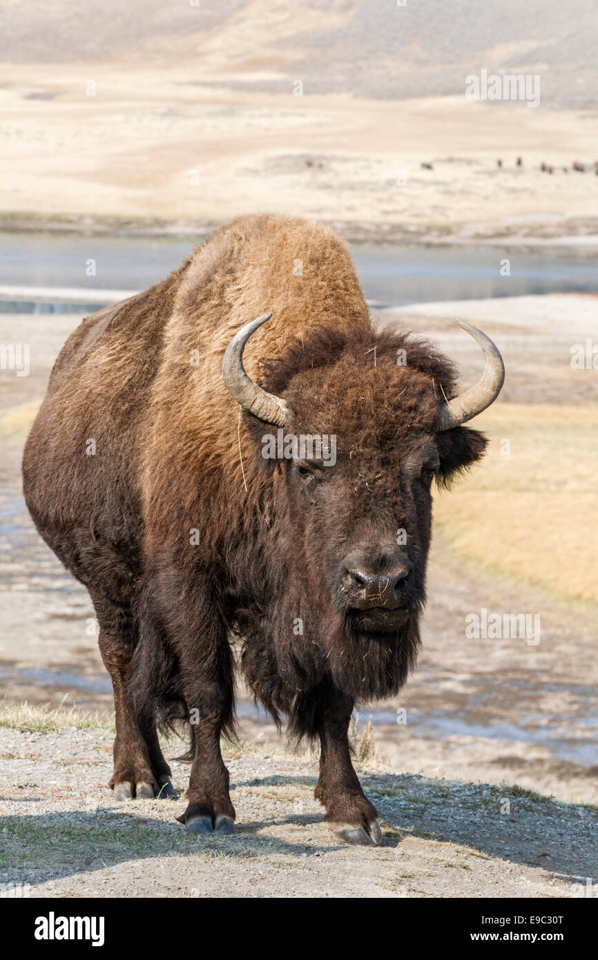American bison cow hi-res stock photography and images - Alamy