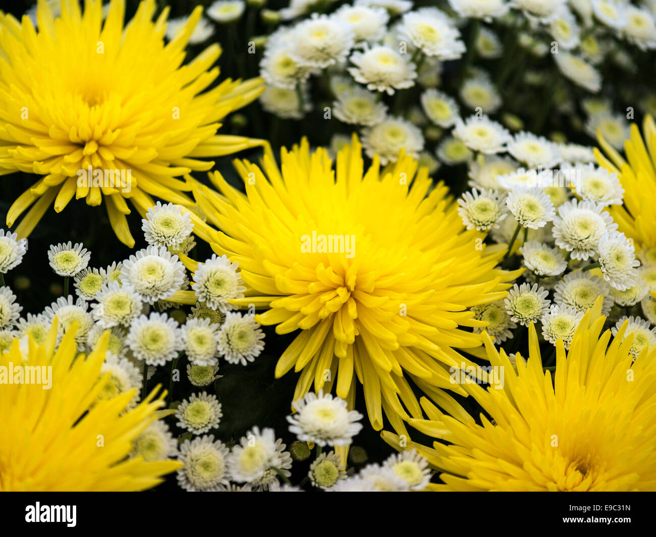 Mixed floral images hi-res stock photography and images - Alamy