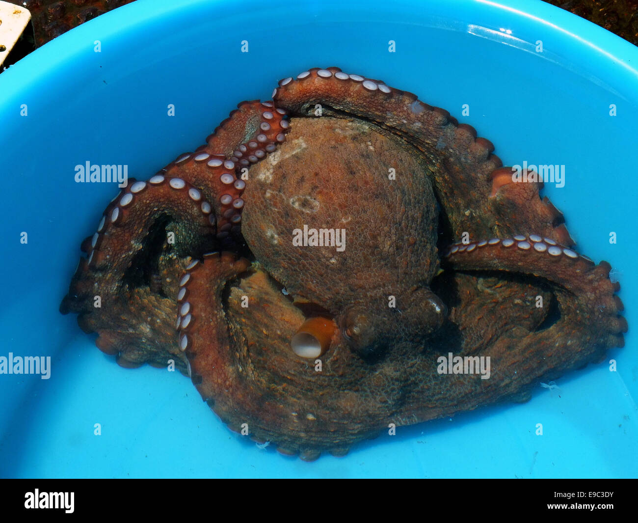 The octopus is caught in a blue only partially filled with seawater ...