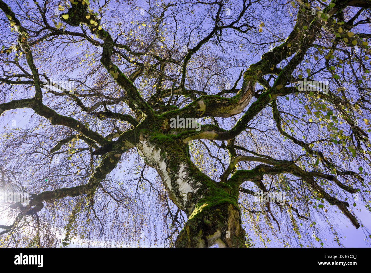 Branches of a tree Stock Photo - Alamy