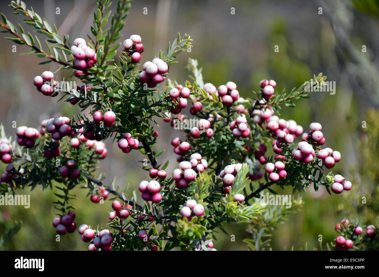 Ohelo berries hi-res stock photography and images - Alamy