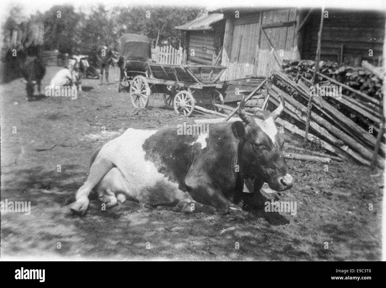 This photograph captures a cow resting in a tranquil setting in Finland ...