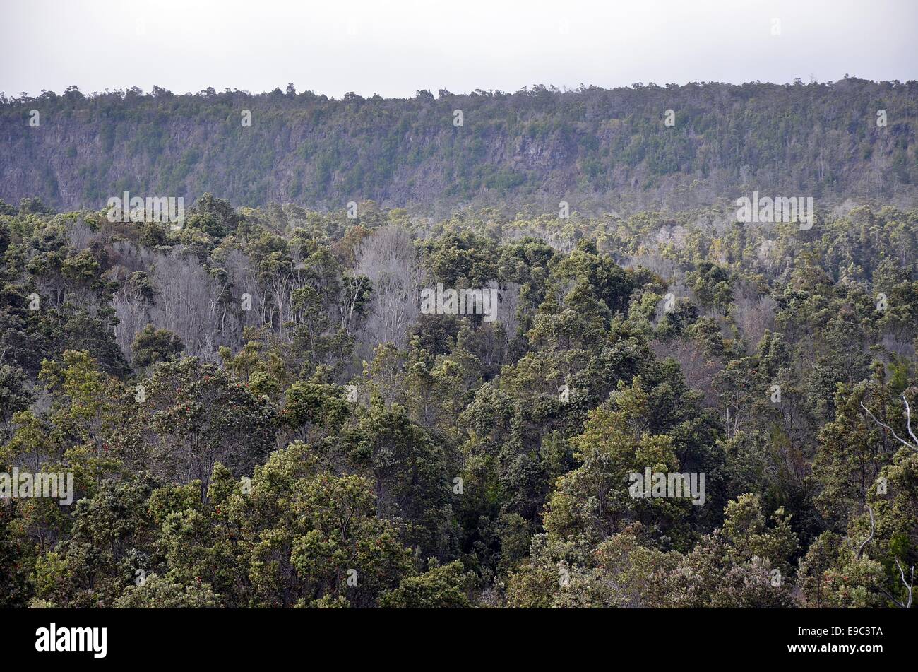 Overlooking trees, Hawaii Volcanoes National Park, Big Island Stock ...
