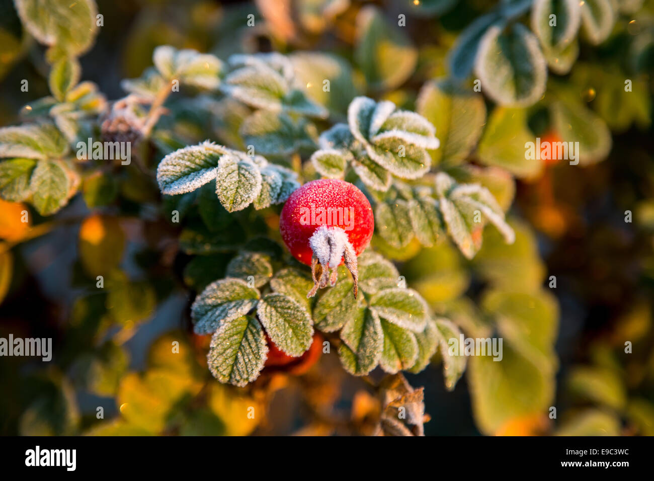 frozen berries and leaves of the rose at sunrise Stock Photo - Alamy
