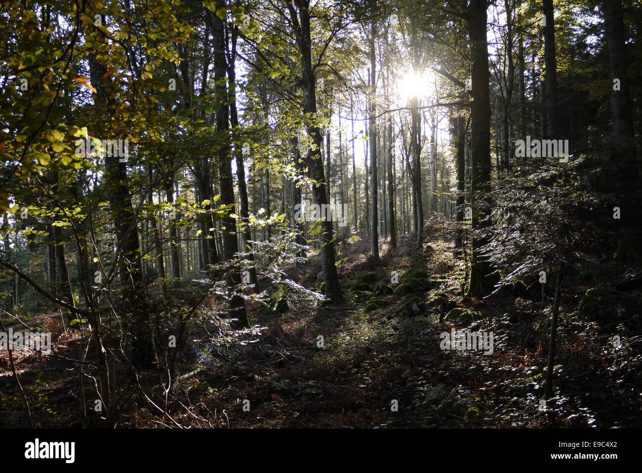 Mischwald hi-res stock photography and images - Alamy