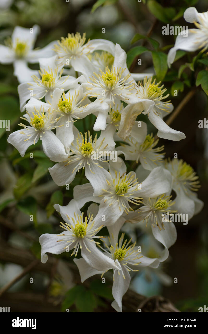 White clematis hi-res stock photography and images - Alamy