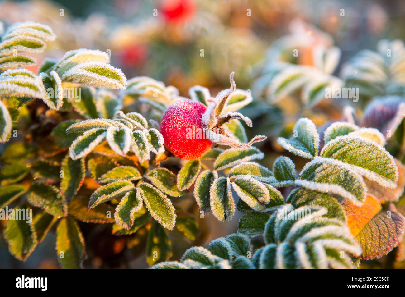 frozen berries and leaves of the rose at sunrise Stock Photo - Alamy