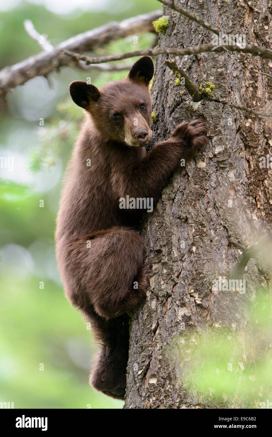 Black bear ursus americanus cub hi-res stock photography and images - Alamy