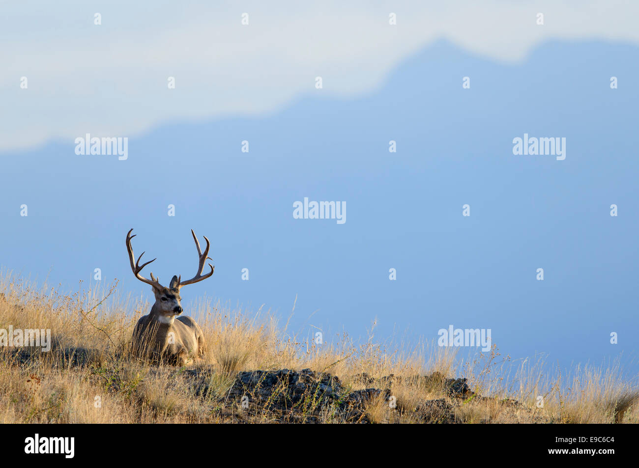 A mule deer sitting on a ridgeline with a distant mountain range in the ...