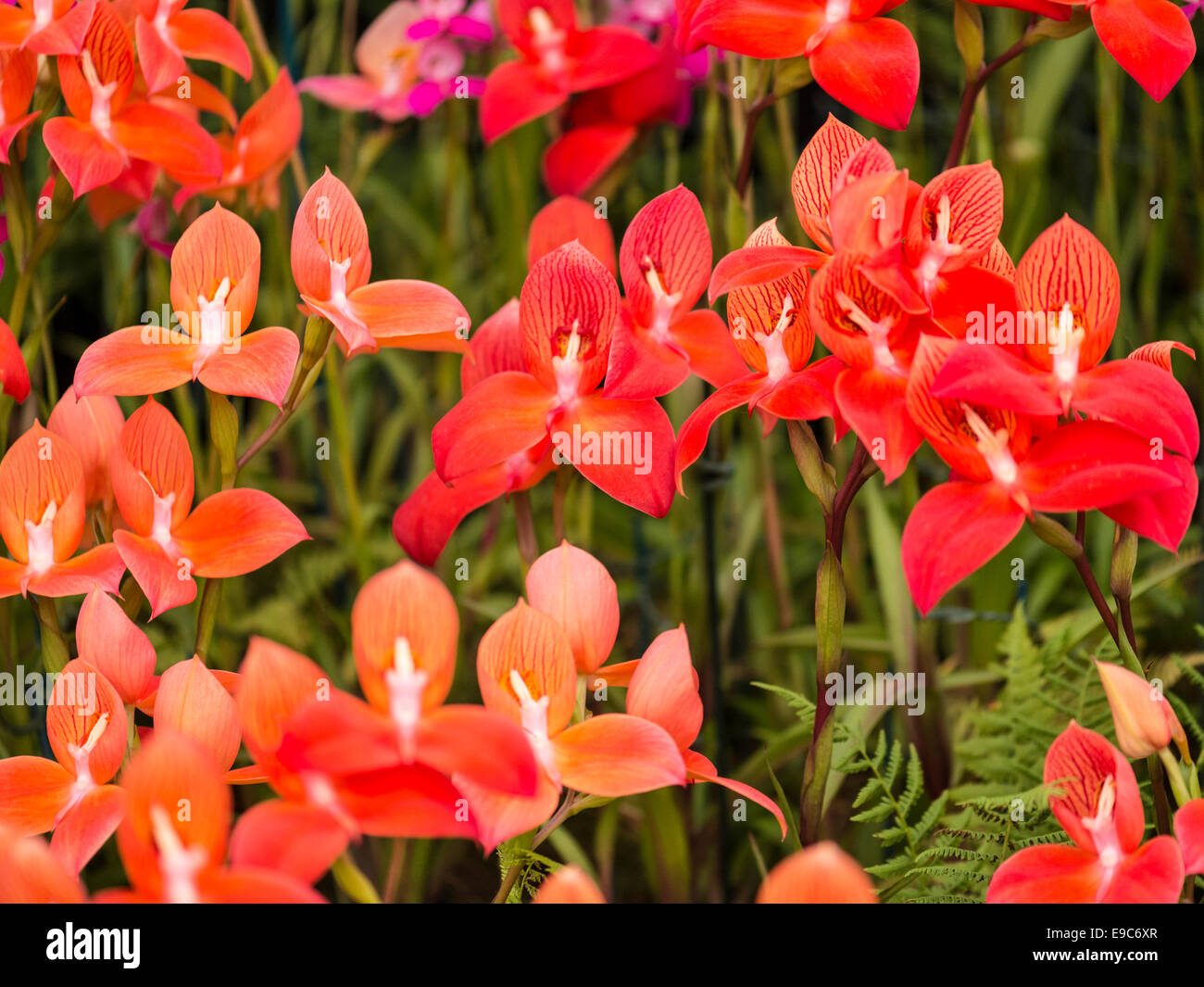 Pea foliage hi-res stock photography and images - Alamy