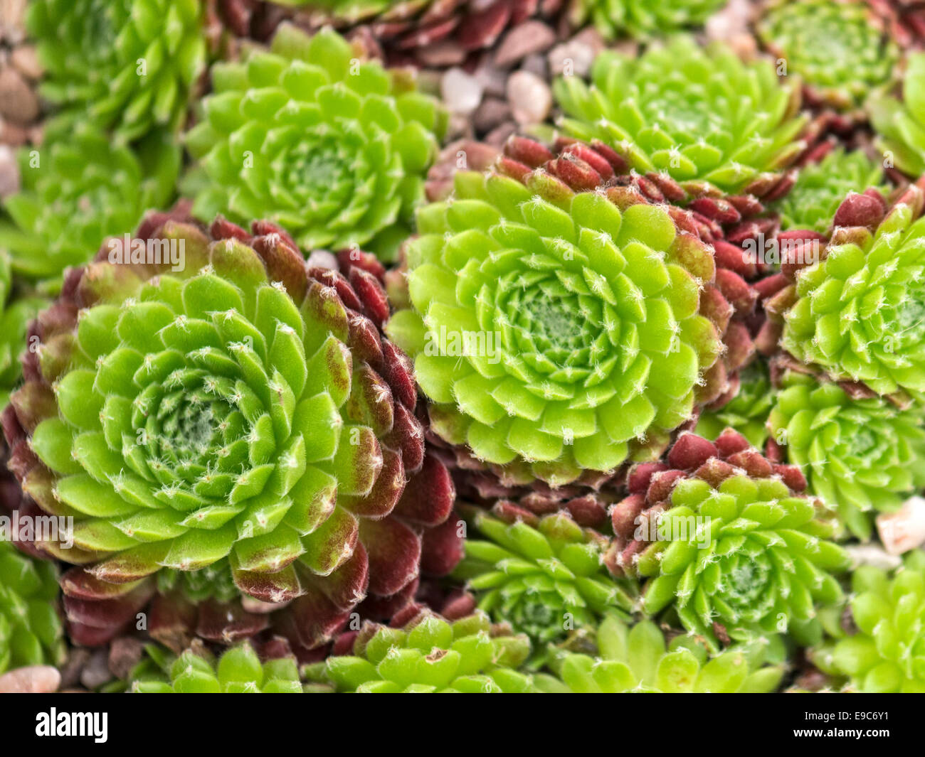 Cactus, Aeonium genus of succulent, subtropical plants of the family ...