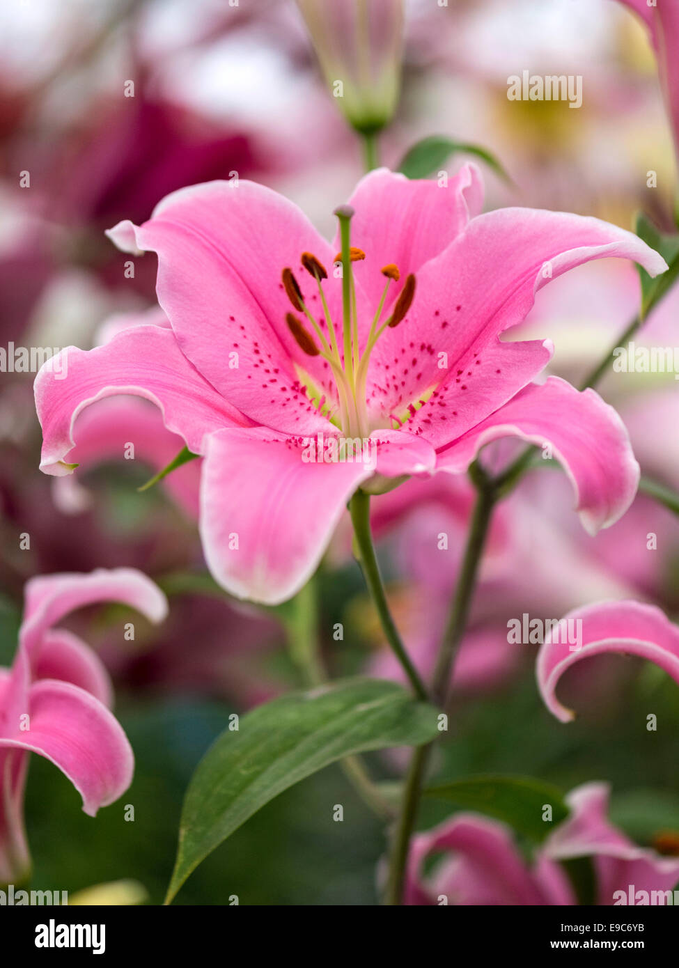 Lilium Pink Flower with green foliage Stock Photo - Alamy