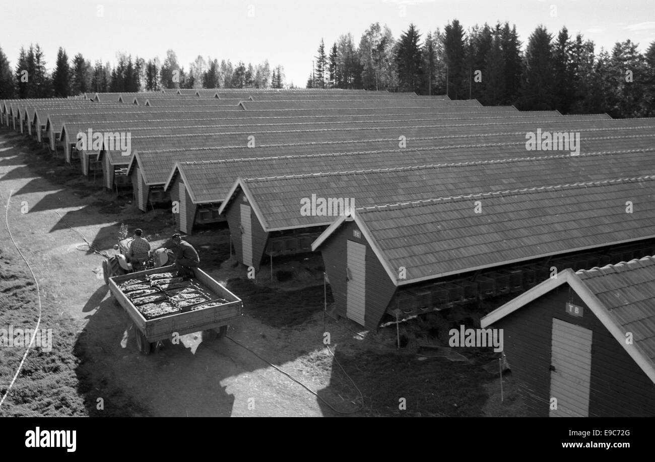 Historical mink farming hi-res stock photography and images - Alamy