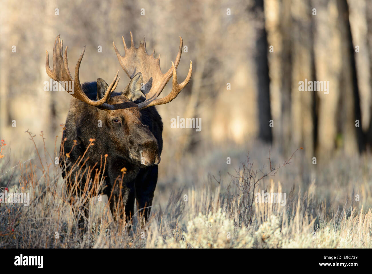 Alces alces shirasi hi-res stock photography and images - Alamy