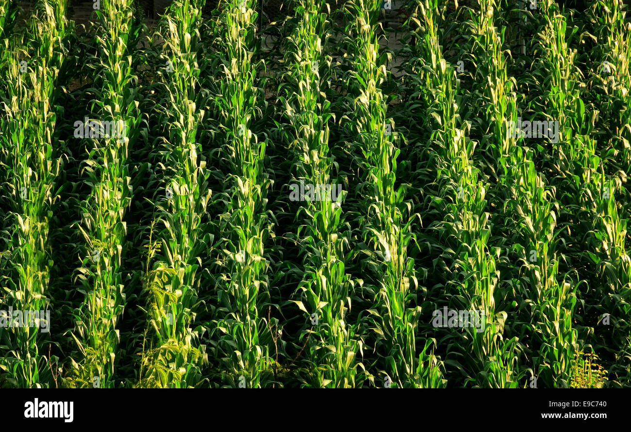 background of corn orchard with lines pattern Stock Photo - Alamy