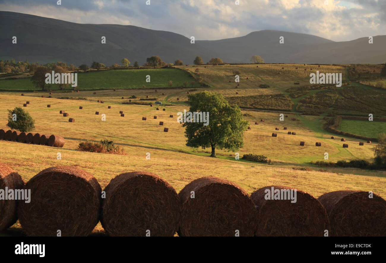 Bracken harvest hi-res stock photography and images - Alamy