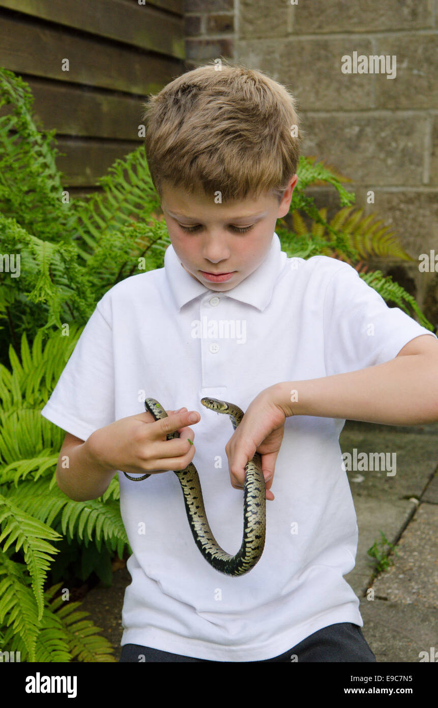 Handling a snake hi-res stock photography and images - Alamy