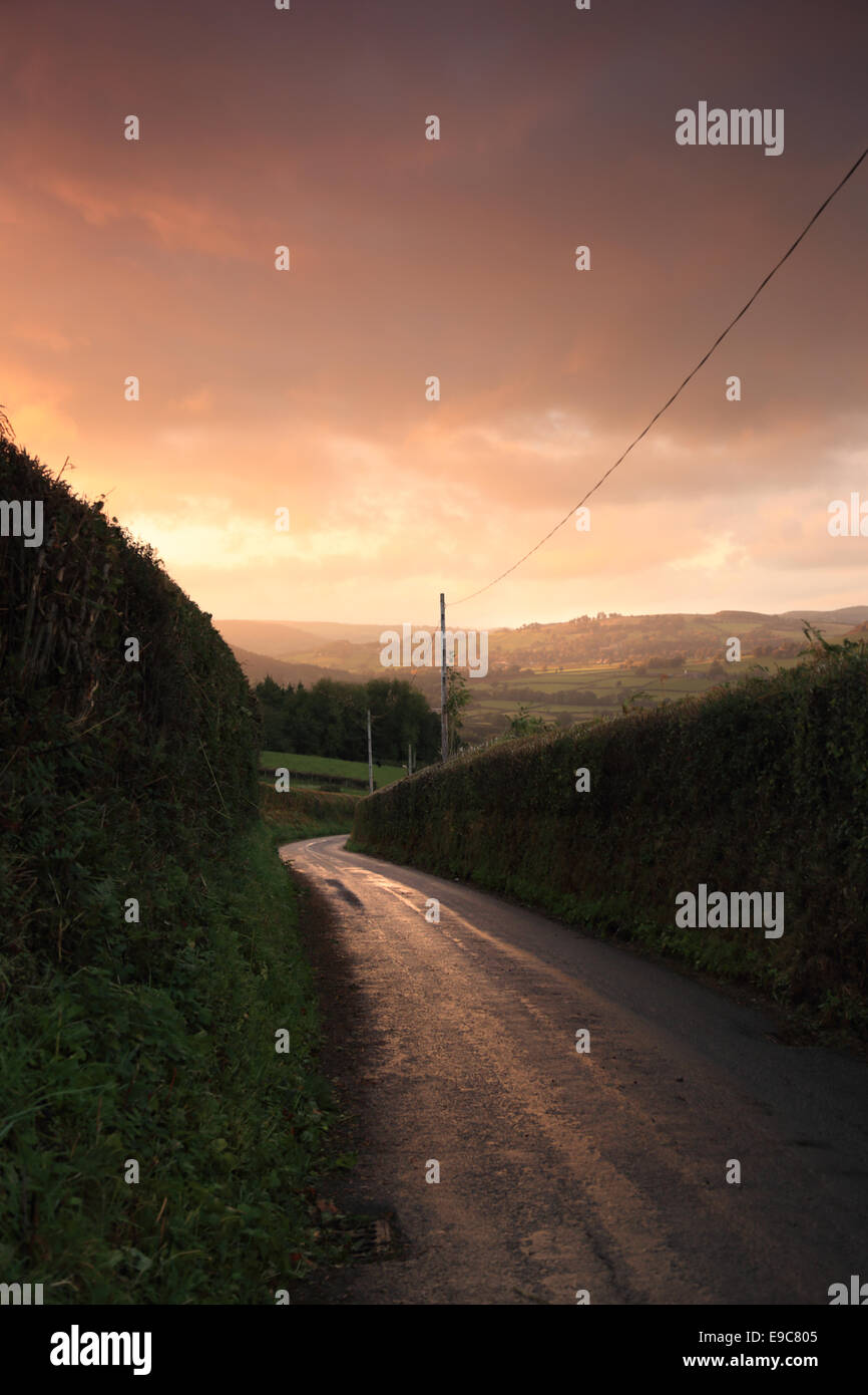 Welsh country lane in golden evening sunlight Stock Photo - Alamy