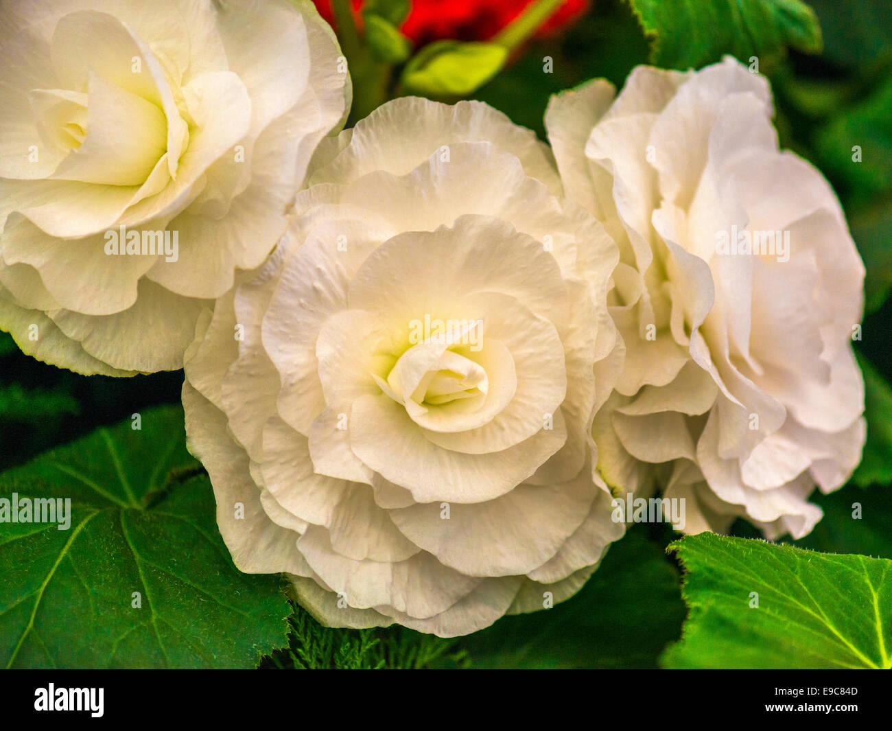 White begonia flower hi-res stock photography and images - Alamy