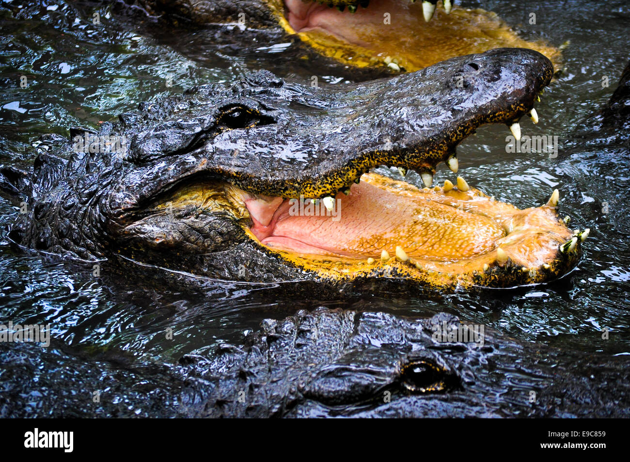 Alligator eating hi-res stock photography and images - Alamy