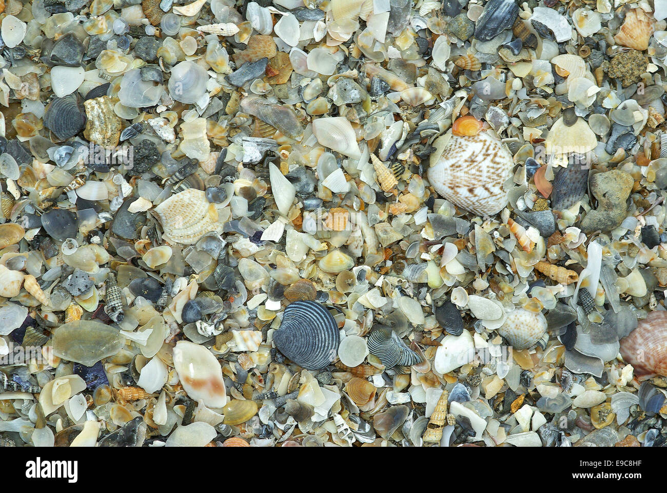natural shells background Stock Photo - Alamy