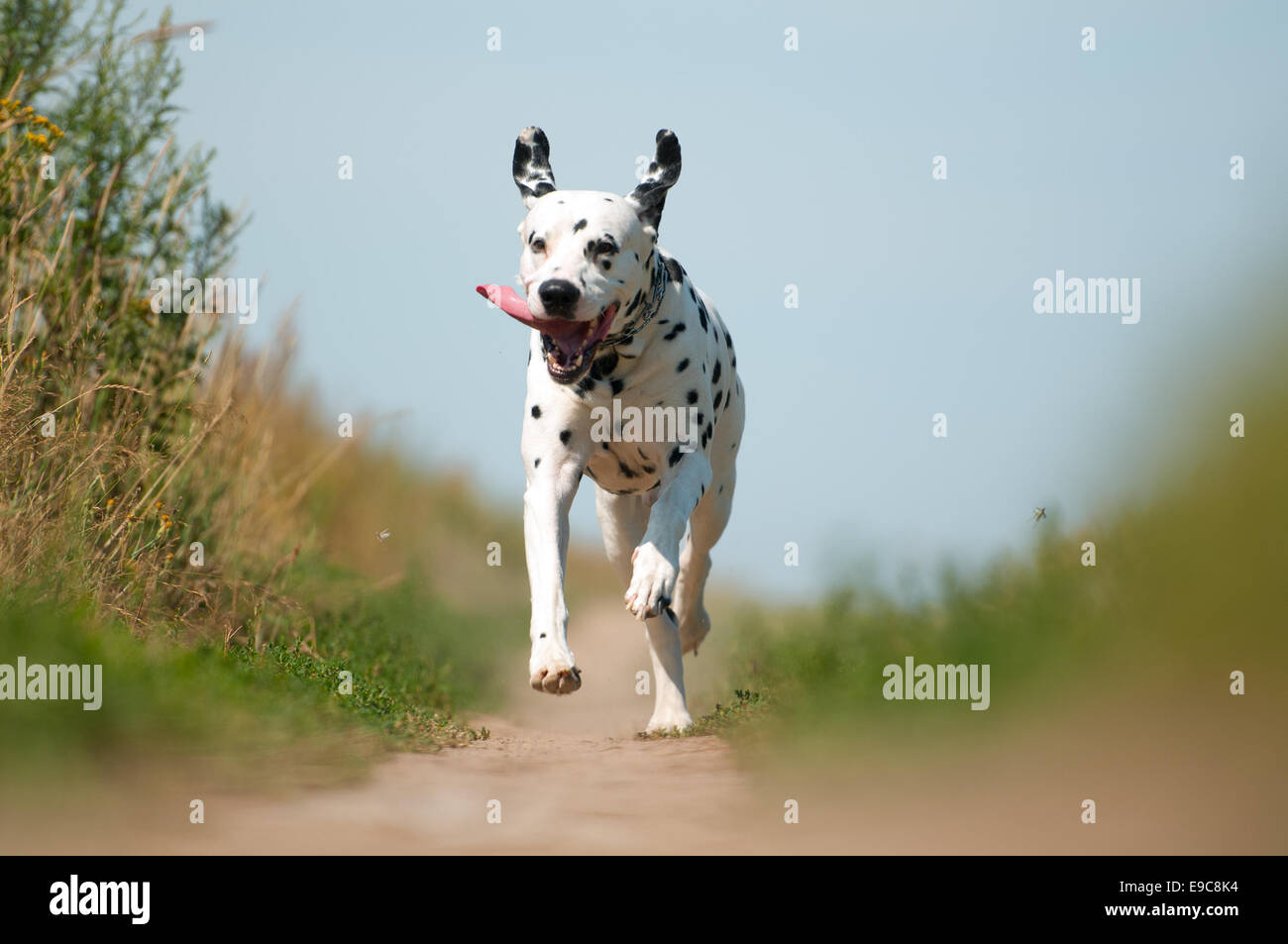Front View of Exuberant Dalmatian Dog Running on Path Towards Camera ...