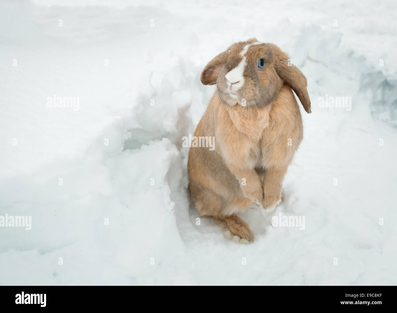 Cute fawn fluffy rabbit with friendly blue eyes standing in snow in ...