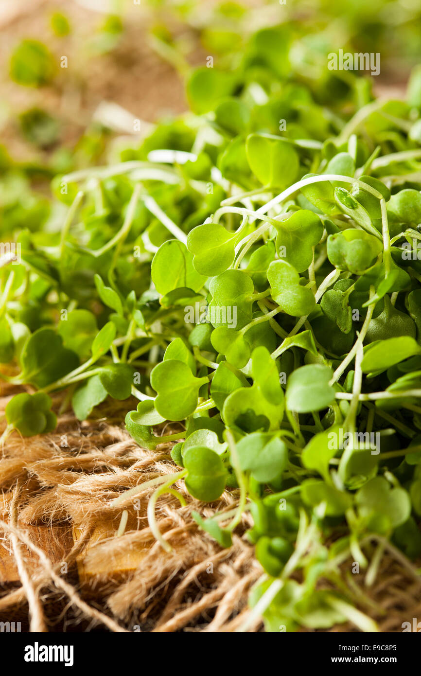 Microgreens background hi-res stock photography and images - Alamy