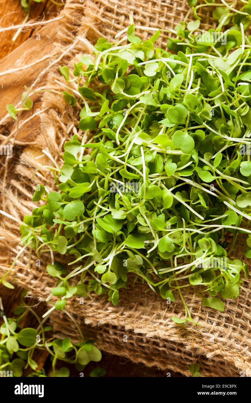 Mico greens hi-res stock photography and images - Alamy