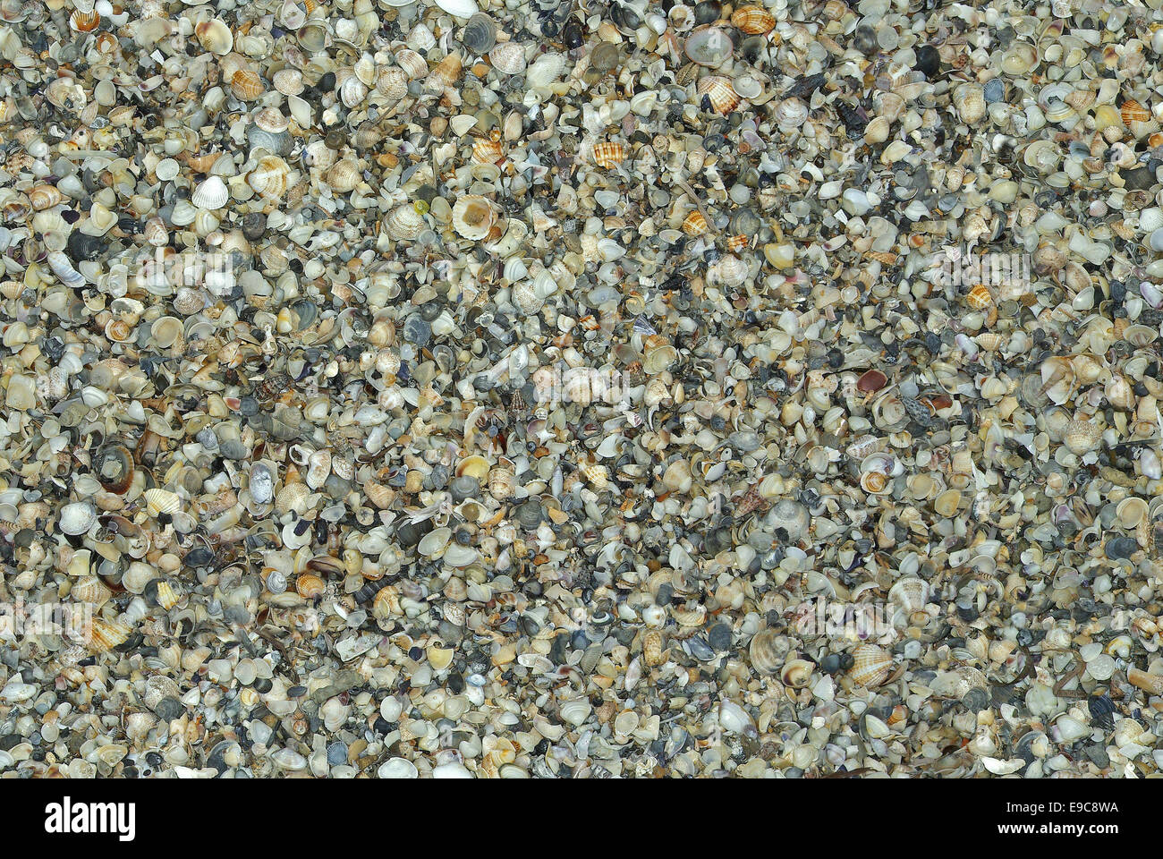 seamless natural shells background Stock Photo - Alamy