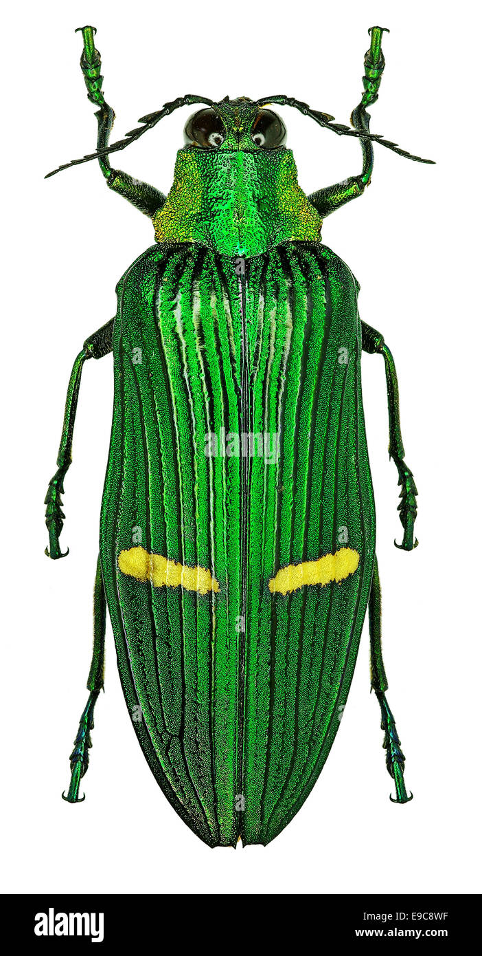 From tropical asia Cut Out Stock Images & Pictures - Alamy