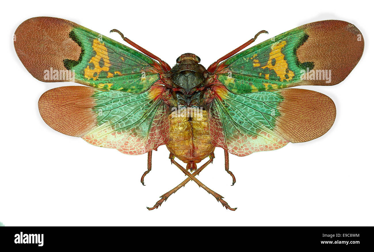 Fulgorid planthopper Scamandra tethys from Indonesia Stock Photo - Alamy