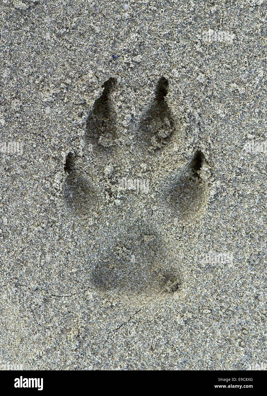 Dog footprint hi-res stock photography and images - Alamy