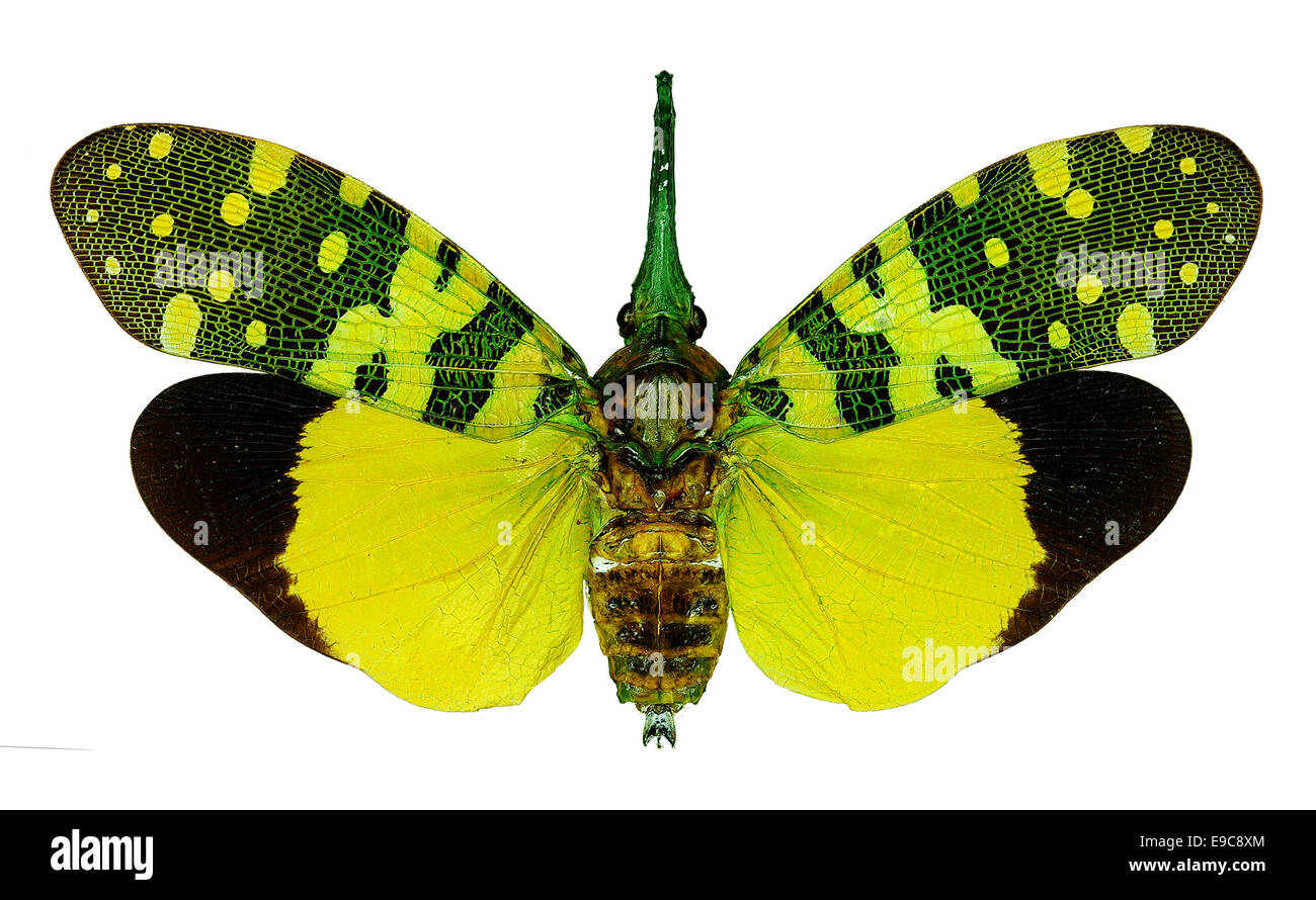 Fulgorid planthopper Pyrops viridirostris from Thailand Stock Photo - Alamy