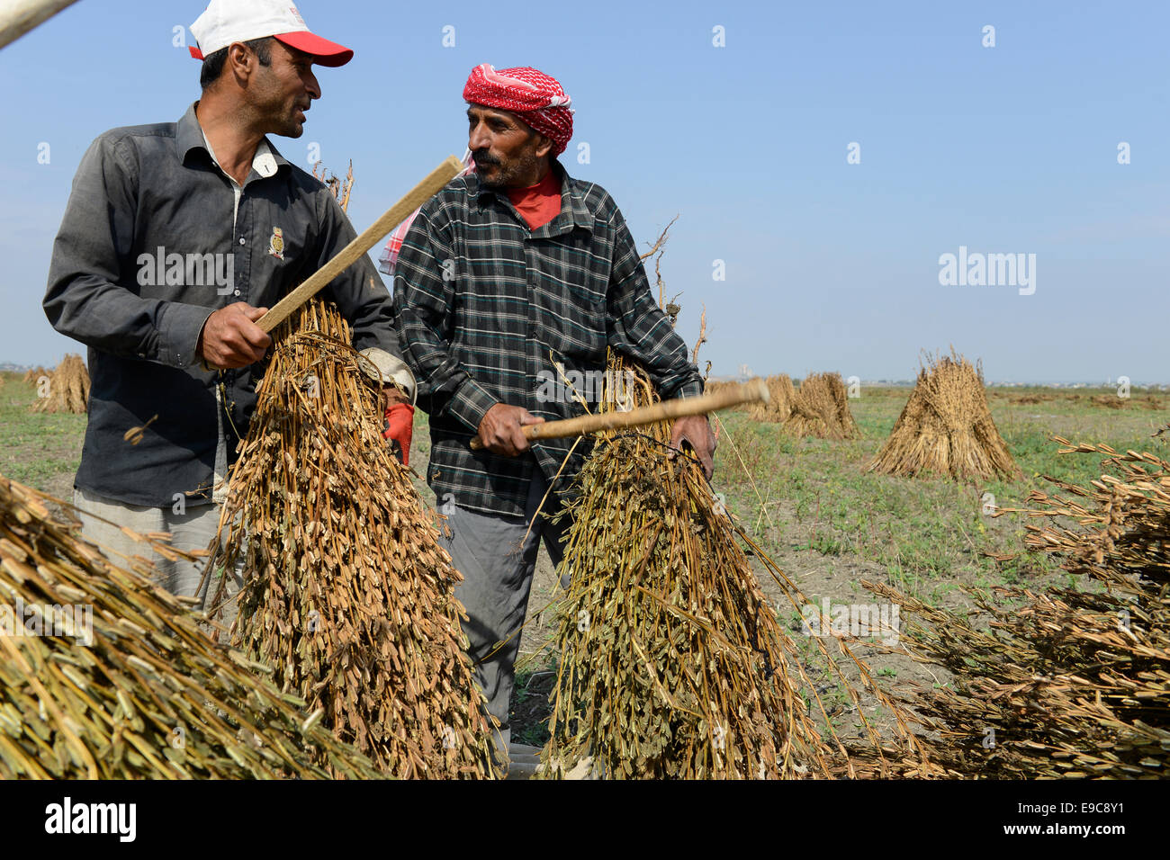 Turkey farmer hi-res stock photography and images - Alamy