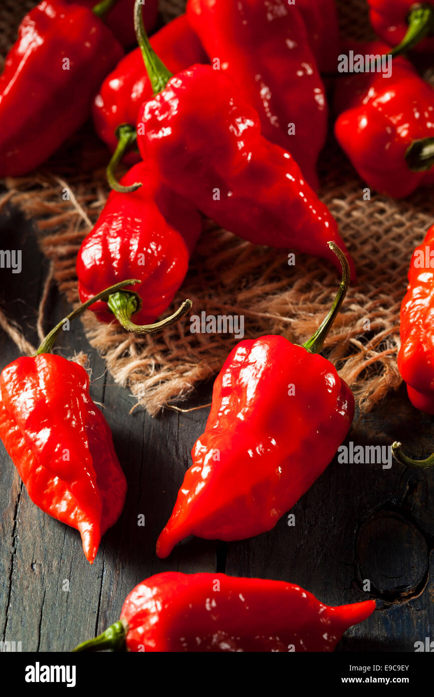 Spicy Hot Bhut Jolokia Ghost Peppers on a Background Stock Photo - Alamy