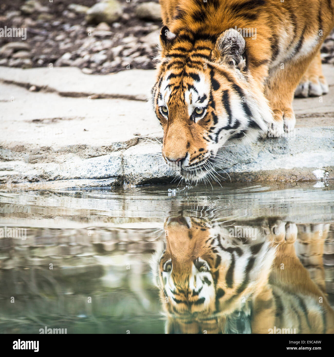 Indian Tiger Drinking Water Stock Photo - Alamy