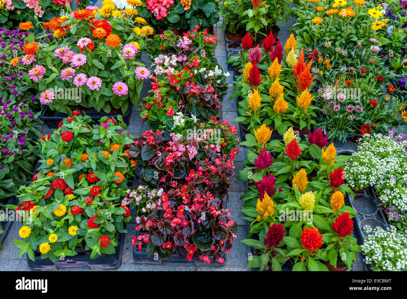 Flowers For Sale At The Thursday Market In Inca, Mallorca - Spain Stock ...
