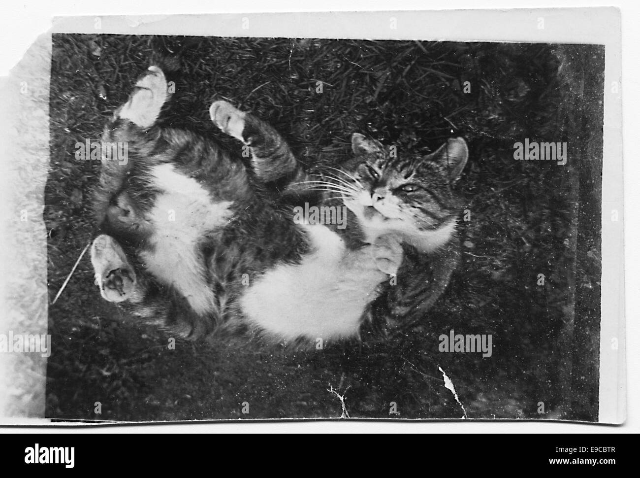 This photograph, titled 'The Cat is Back Once Again', captures a ...