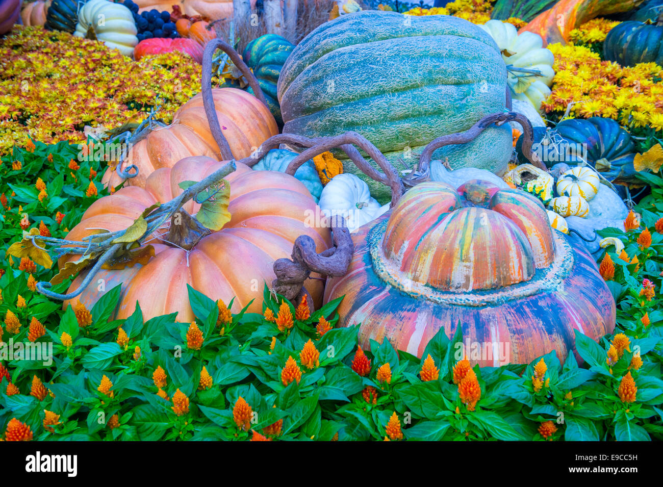 A variety of colorful pumpkins Stock Photo - Alamy